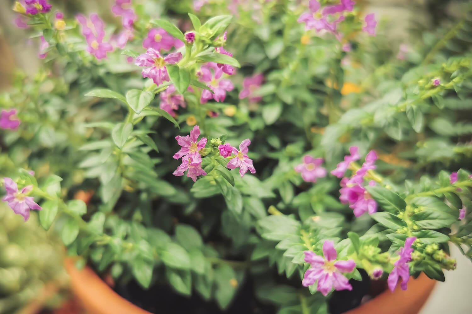 Cuphea: varieties, care & propagation - Plantura