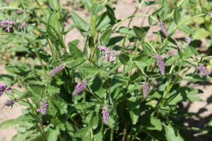 Betony: how to grow & use Stachys officinalis - Plantura