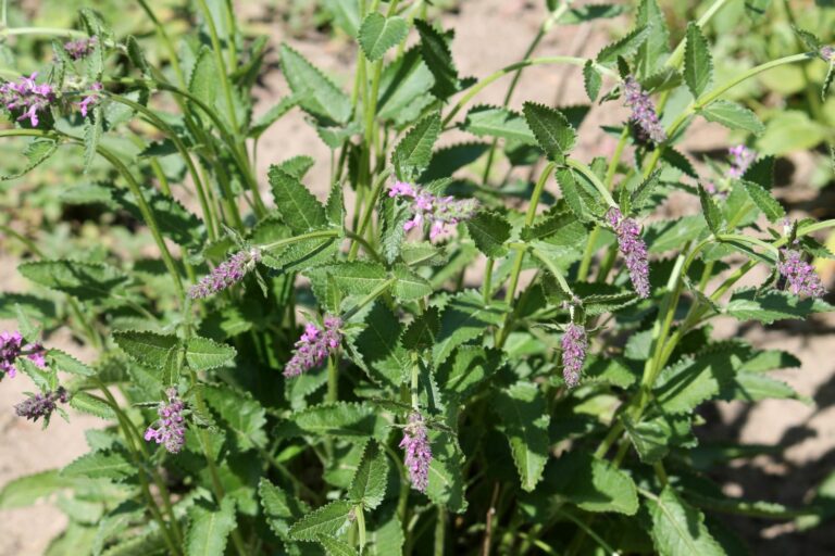 Betony: how to grow & use Stachys officinalis - Plantura