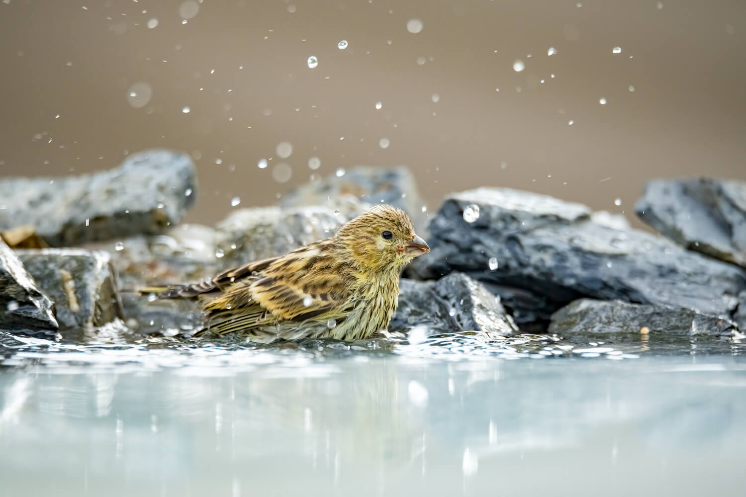 Serin: diet, nesting & song - Plantura