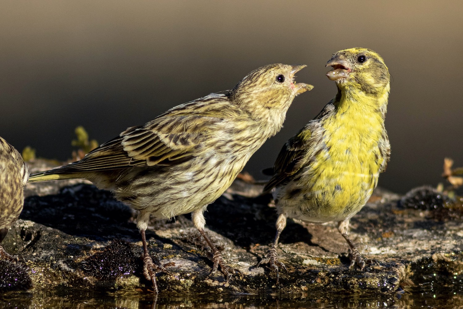 Serin: diet, nesting & song - Plantura