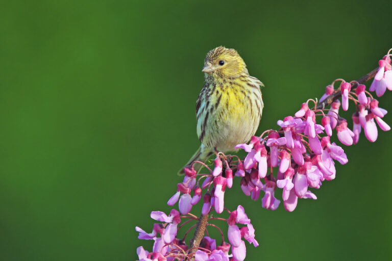 Serin: diet, nesting & song - Plantura