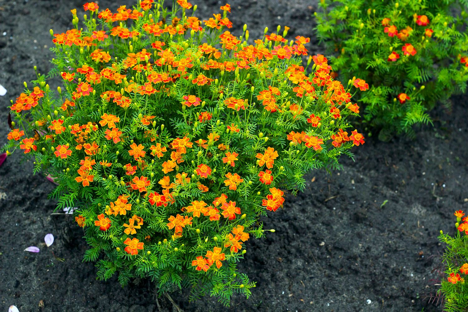 Marigolds: how to grow & varieties of Tagetes - Plantura