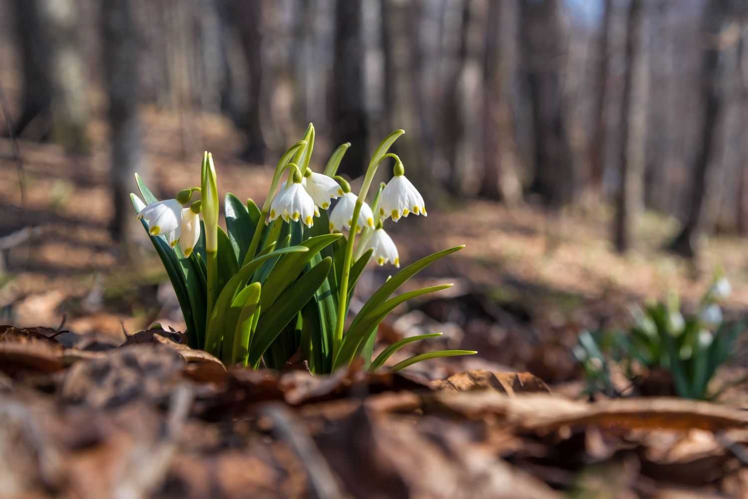 Spring snowflake: profile, planting & care - Plantura