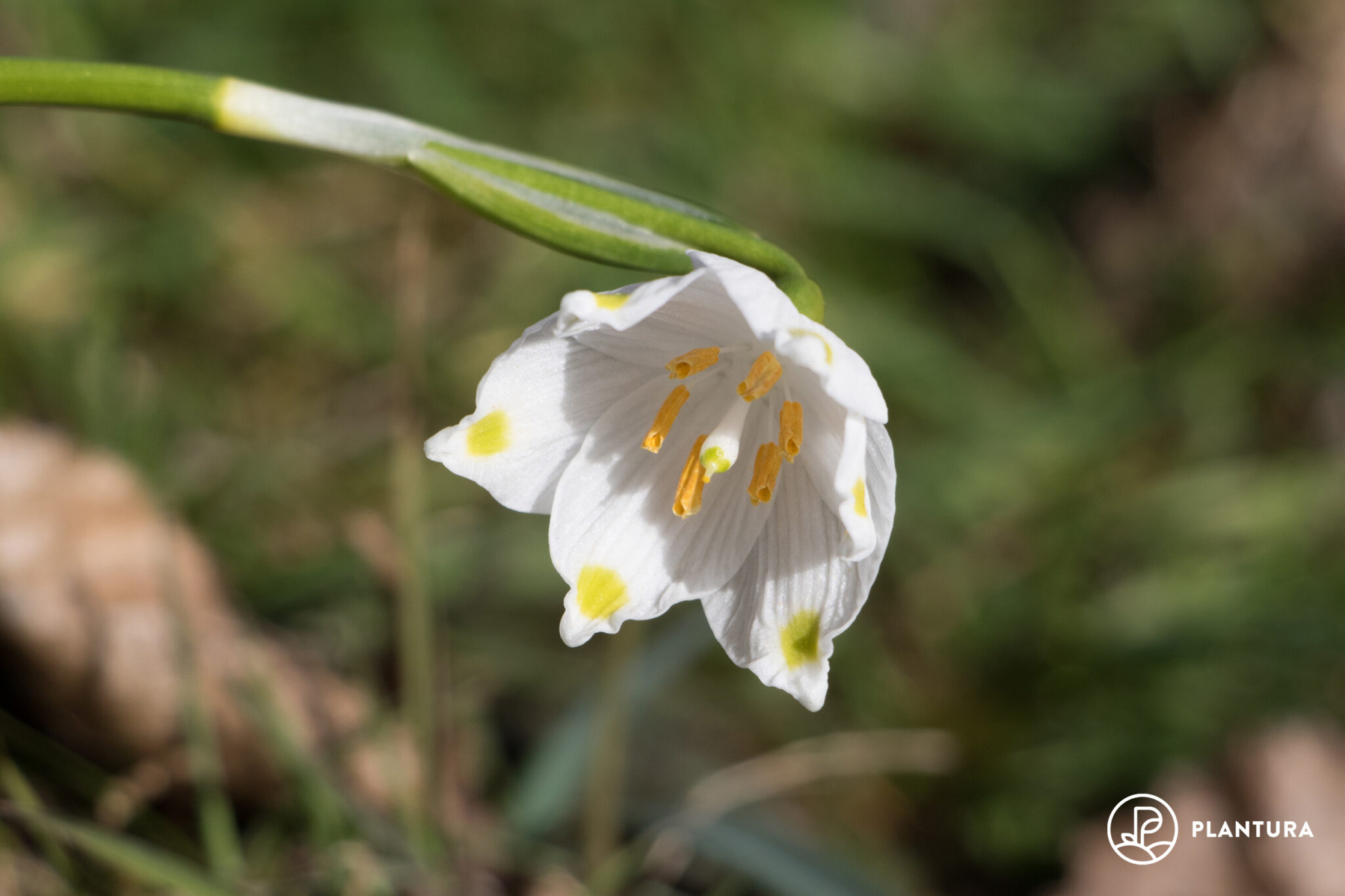 Spring snowflake: profile, planting & care - Plantura