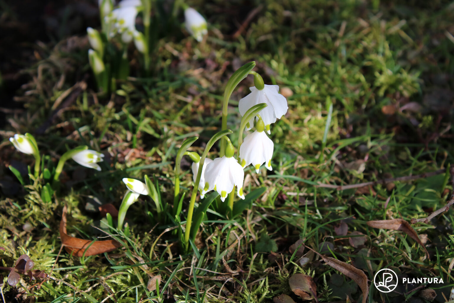 Spring snowflake: profile, planting & care - Plantura