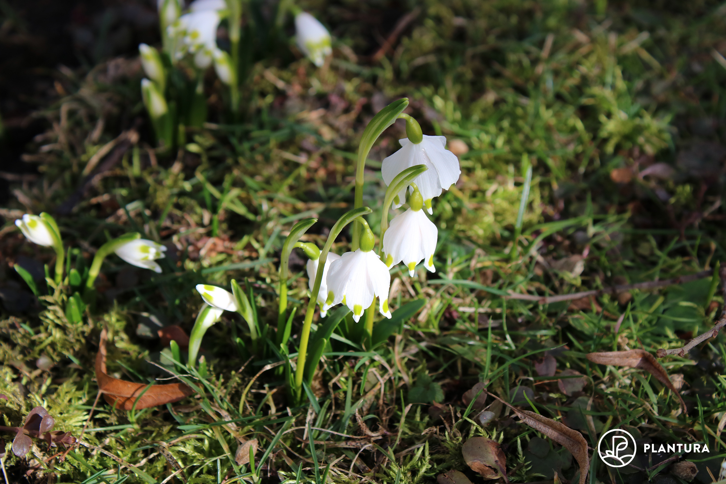Spring snowflake: profile, planting & care - Plantura