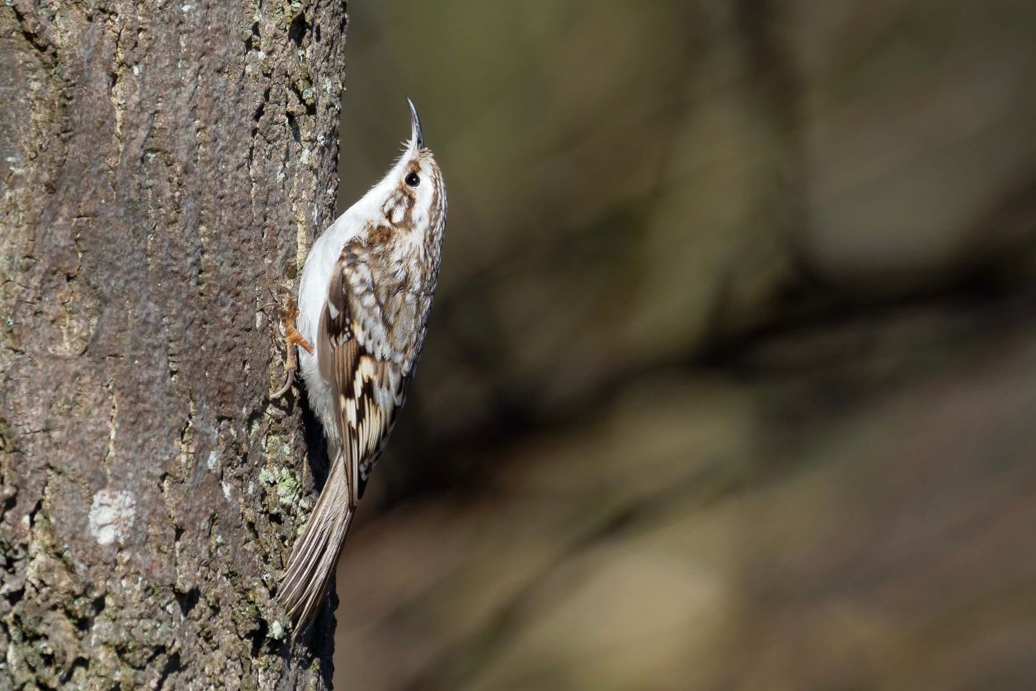 Short-toed treecreeper: nesting, birdsong & diet - Plantura