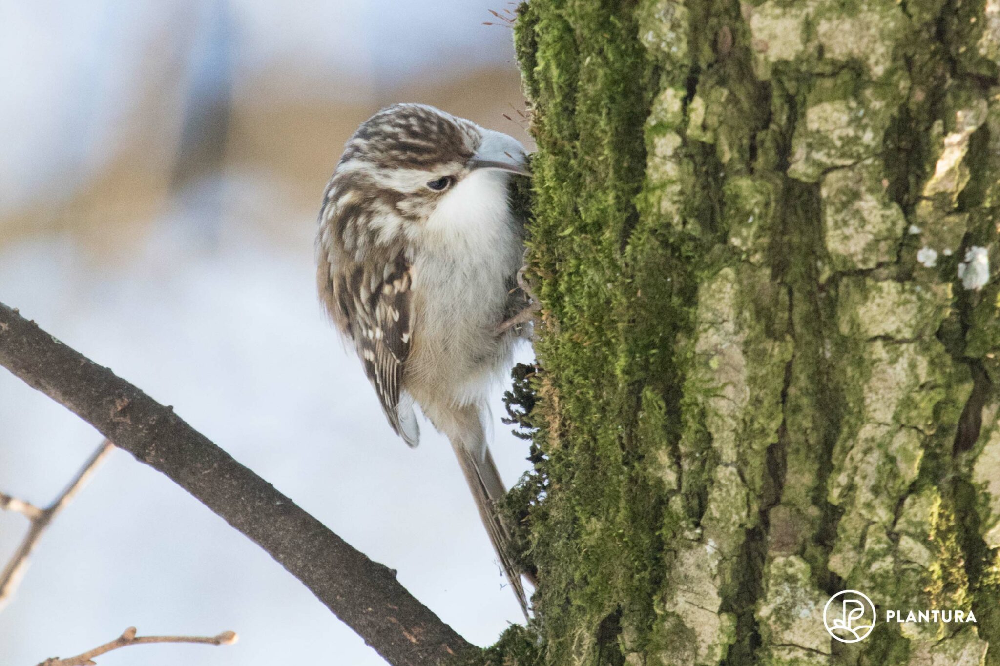 Short-toed treecreeper: nesting, birdsong & diet - Plantura