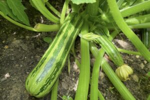 Courgette varieties: white, yellow & round ones - Plantura