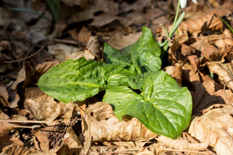 Good King Henry: growing, location & use - Plantura