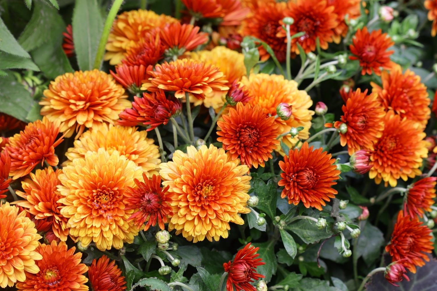 Beautiful autumn-flowering perennials - Plantura