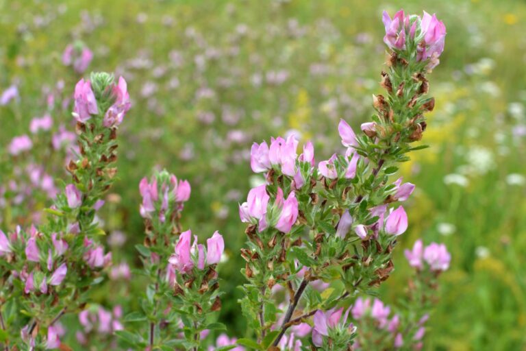 Restharrow: how to grow & health benefits - Plantura