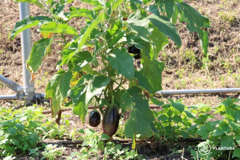 Aubergine: profile & plant care - Plantura