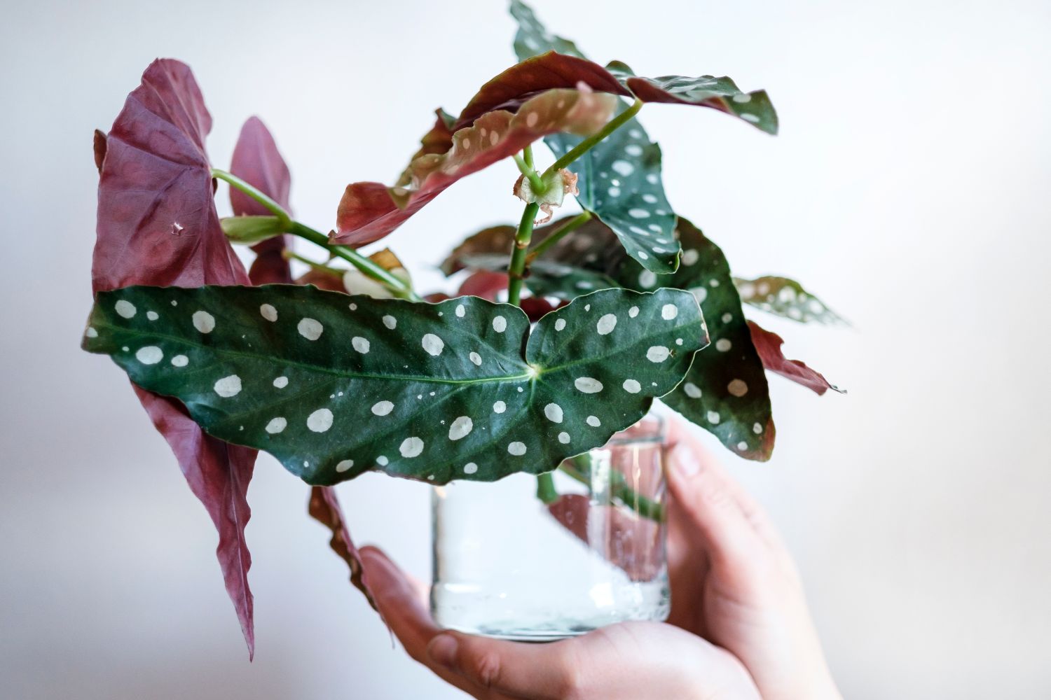 Begonia maculata: care, propagation & varieties - Plantura