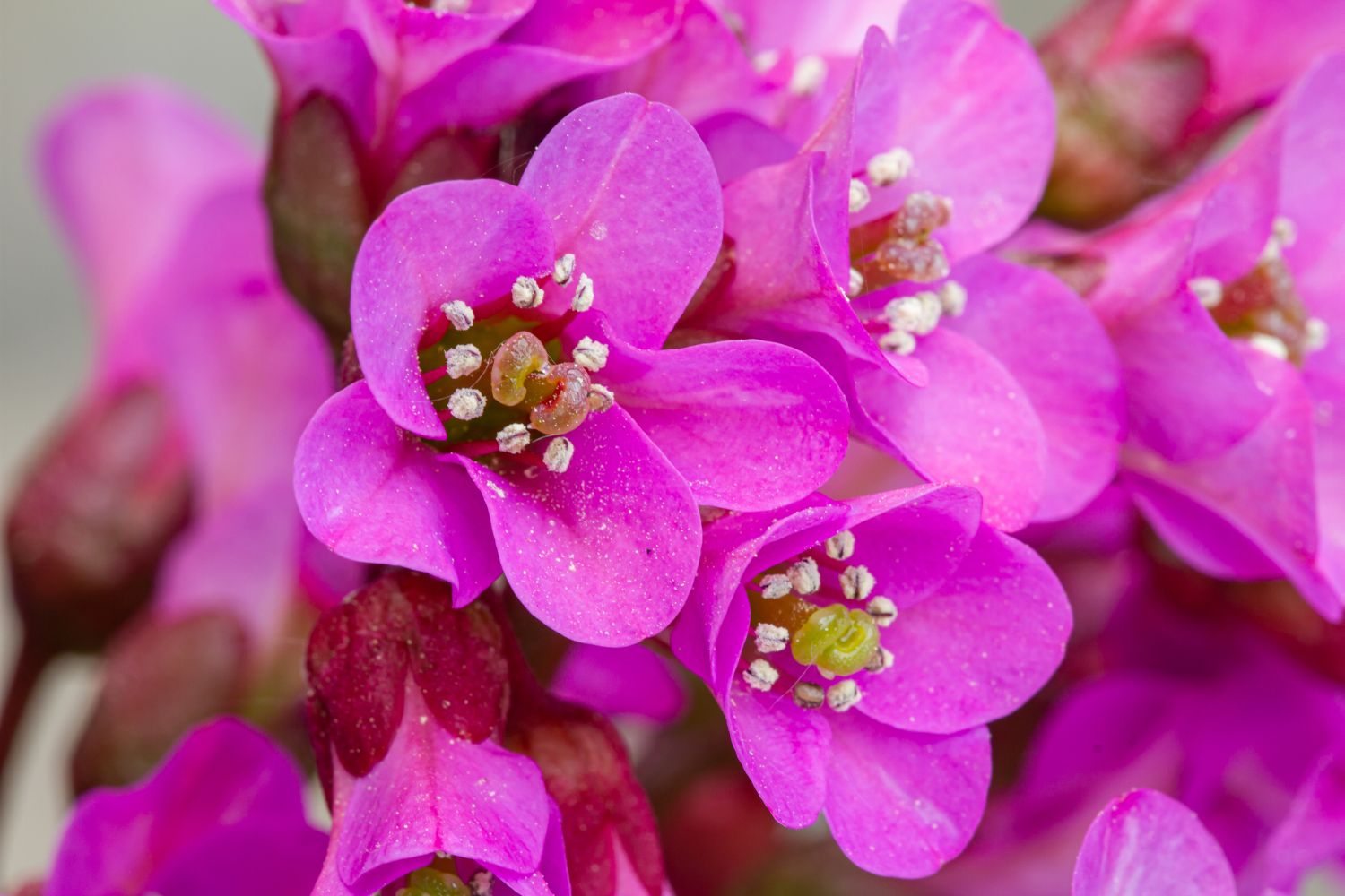 Bergenia: location, varieties & care - Plantura