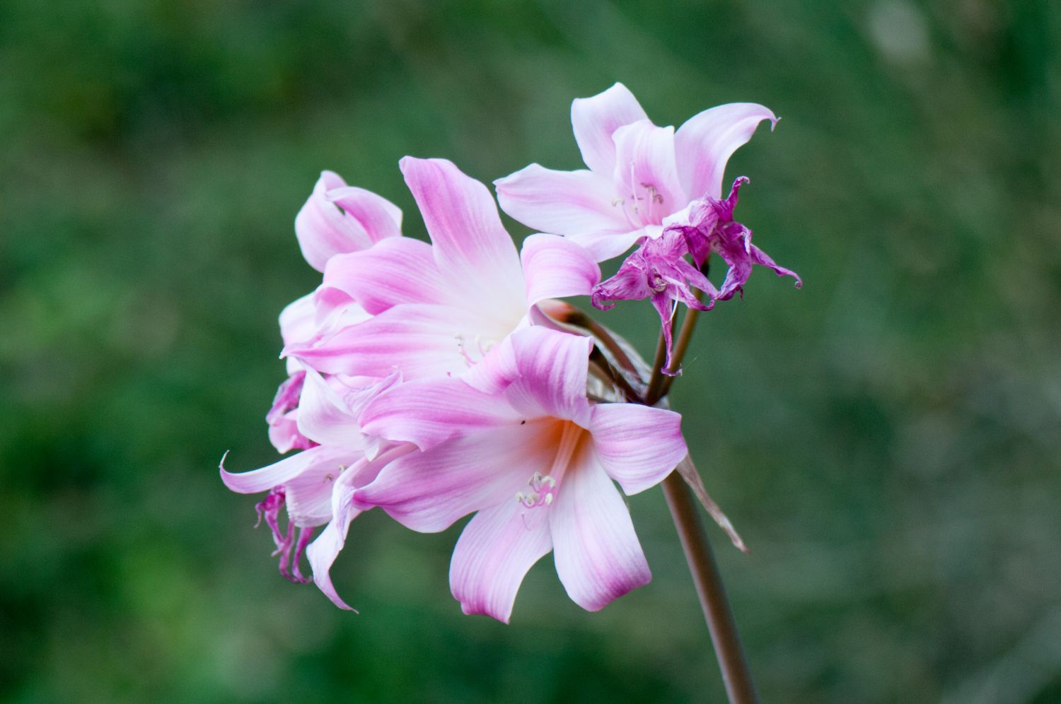 Nerine: how to care for & grow Guernsey lilies - Plantura