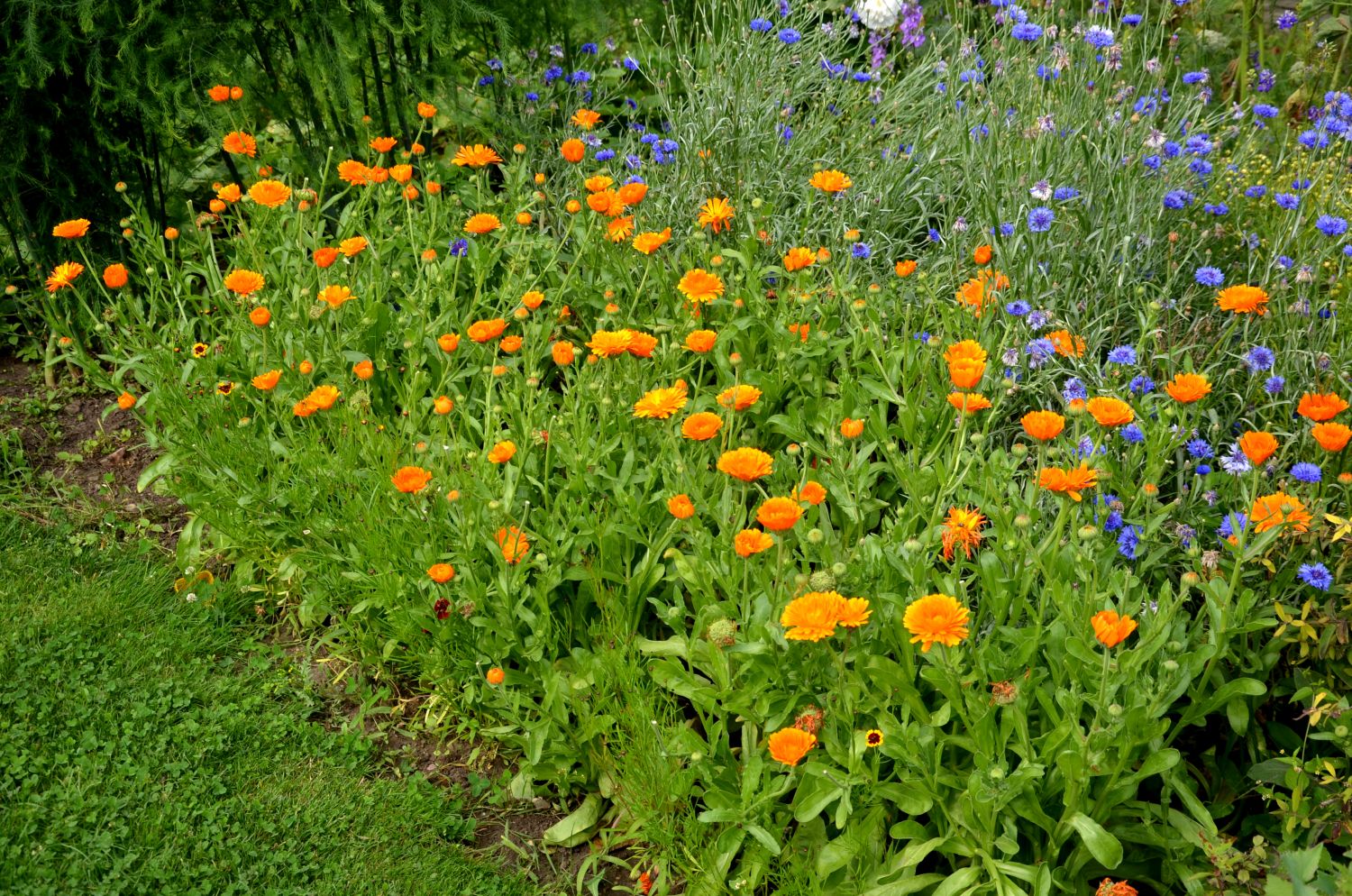 Calendula: how to grow & use - Plantura