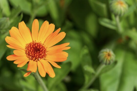 Calendula: how to grow & use - Plantura