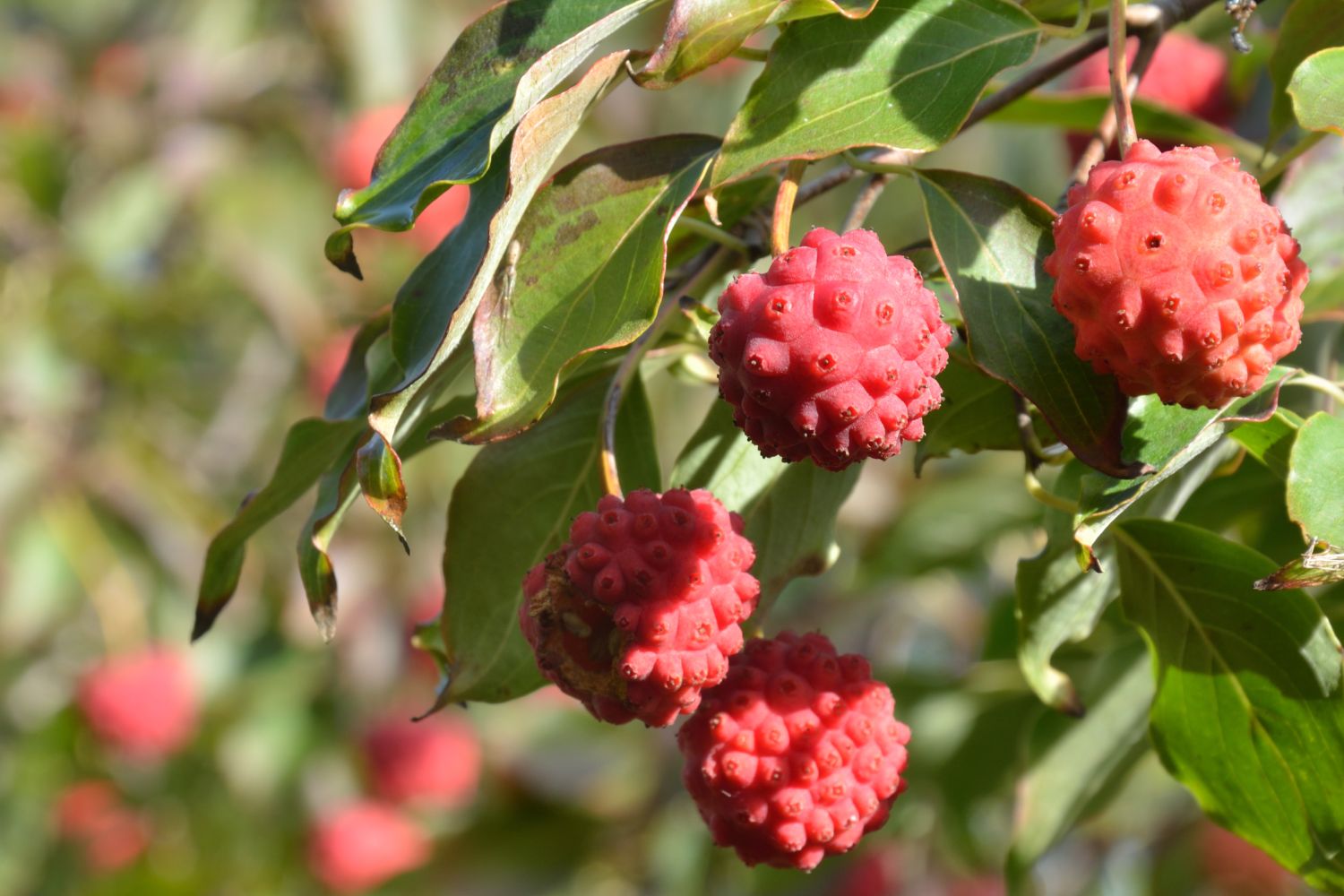 Types of dogwood: our fave Cornus varieties - Plantura