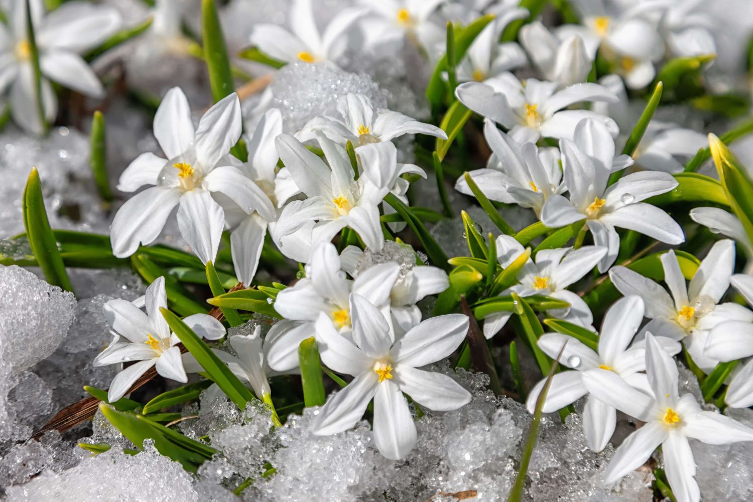 Glory-of-the-snow: flower, care & varieties - Plantura