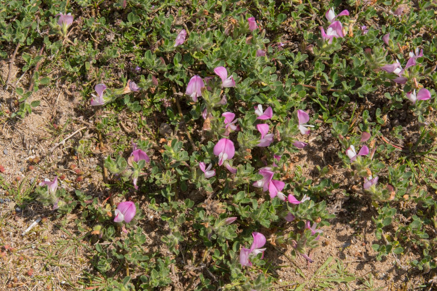 Restharrow: how to grow & health benefits - Plantura