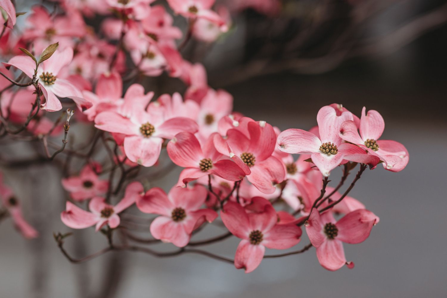 Types of dogwood: our fave Cornus varieties - Plantura