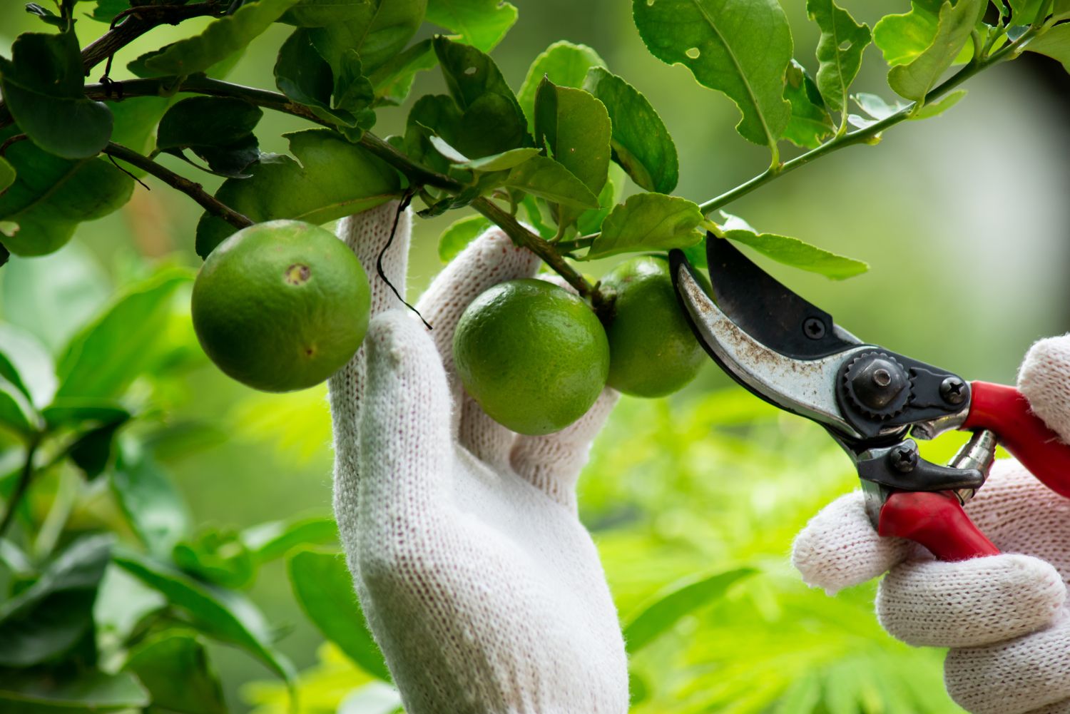 Planting limes: care & overwintering - Plantura