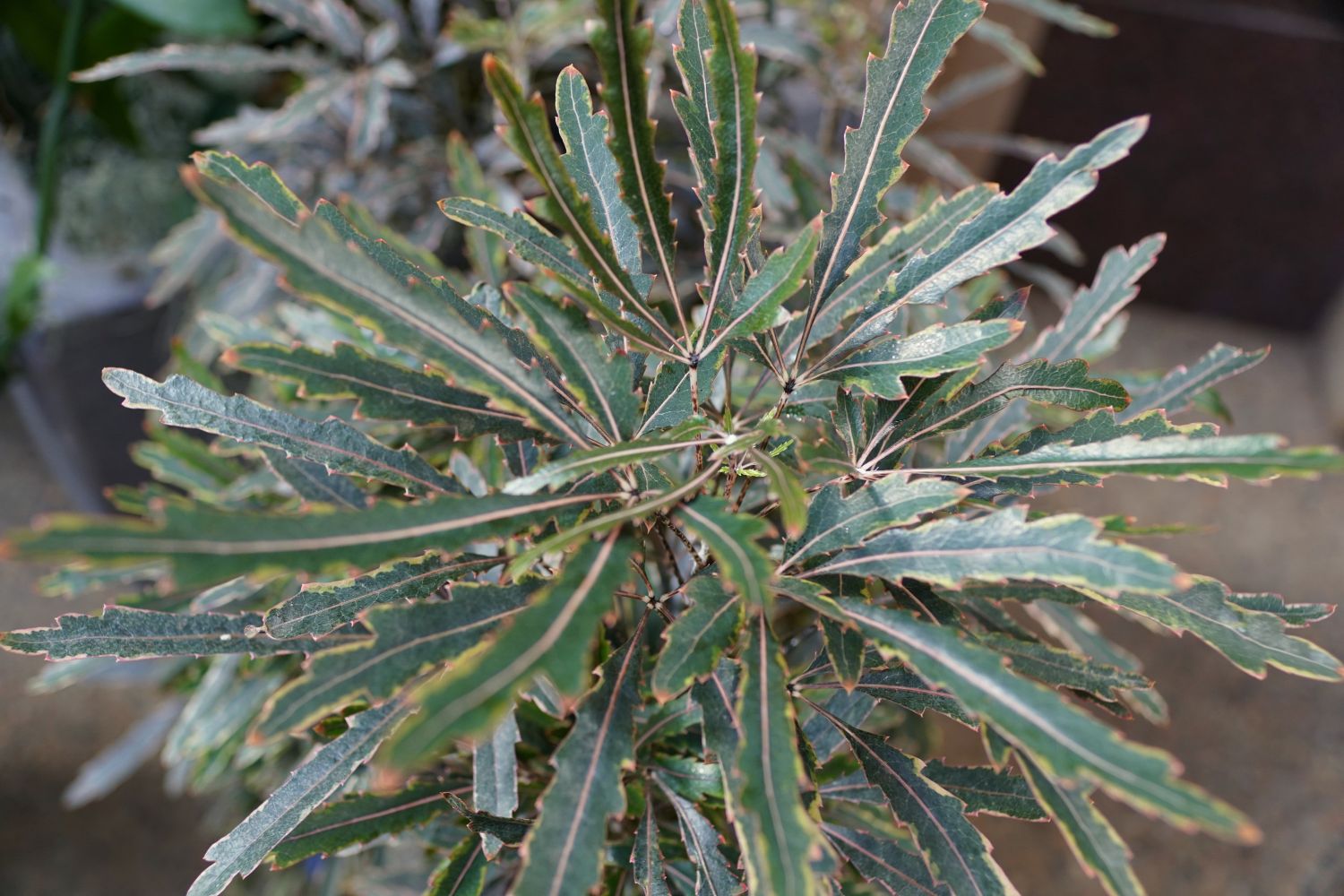 False aralia: flowers, care & propagation - Plantura