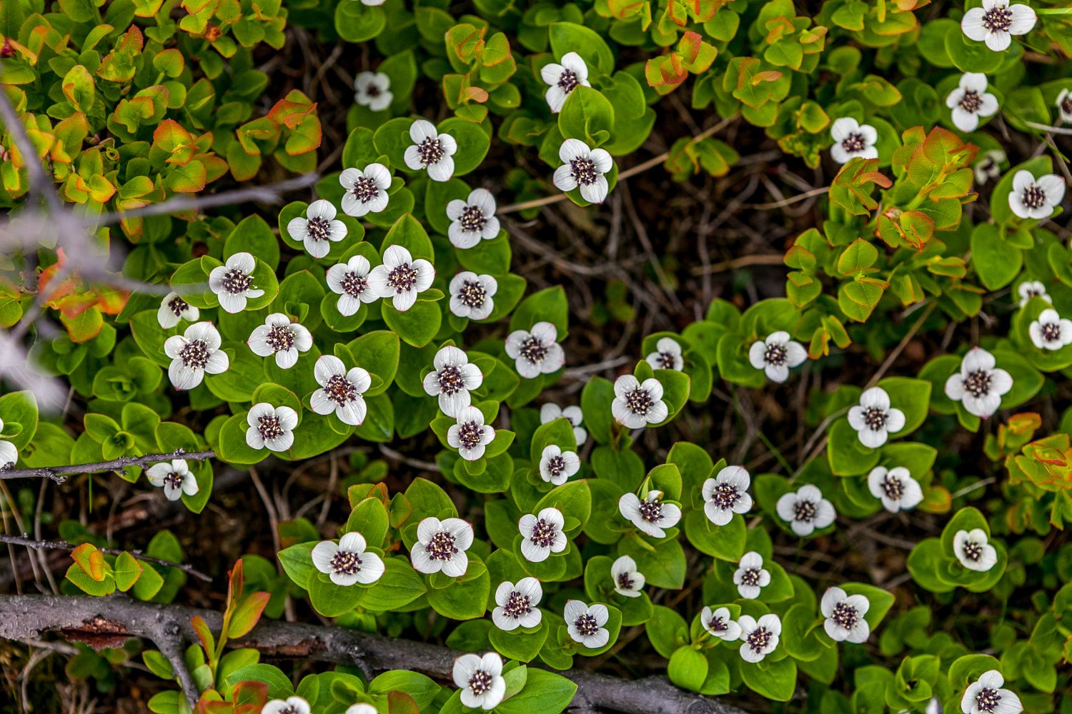 Types of dogwood: our fave Cornus varieties - Plantura