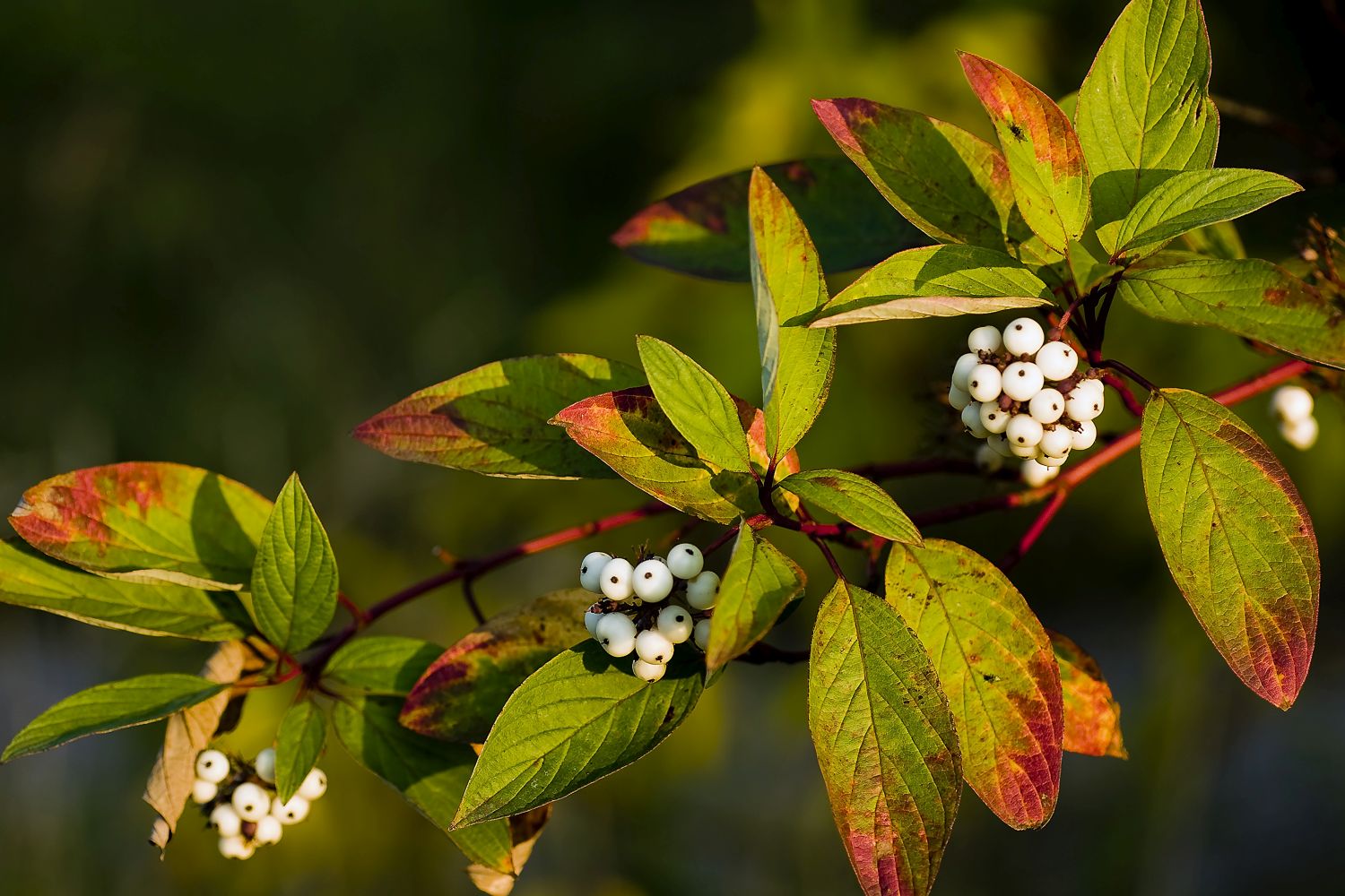 Types of dogwood: our fave Cornus varieties - Plantura