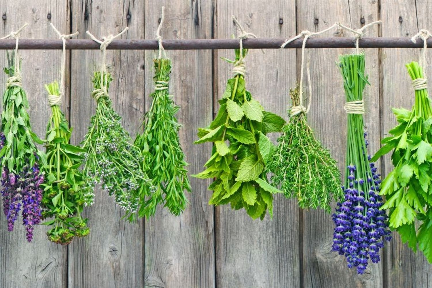 Savory: growing, care & harvest - Plantura