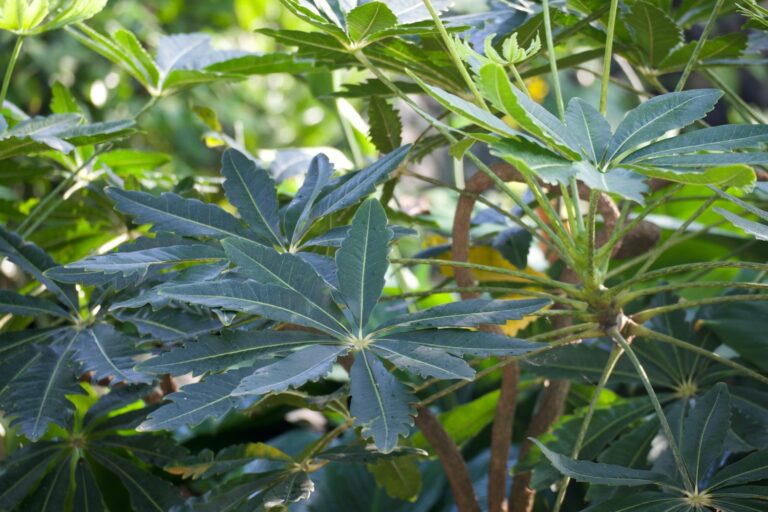 False aralia: flowers, care & propagation - Plantura