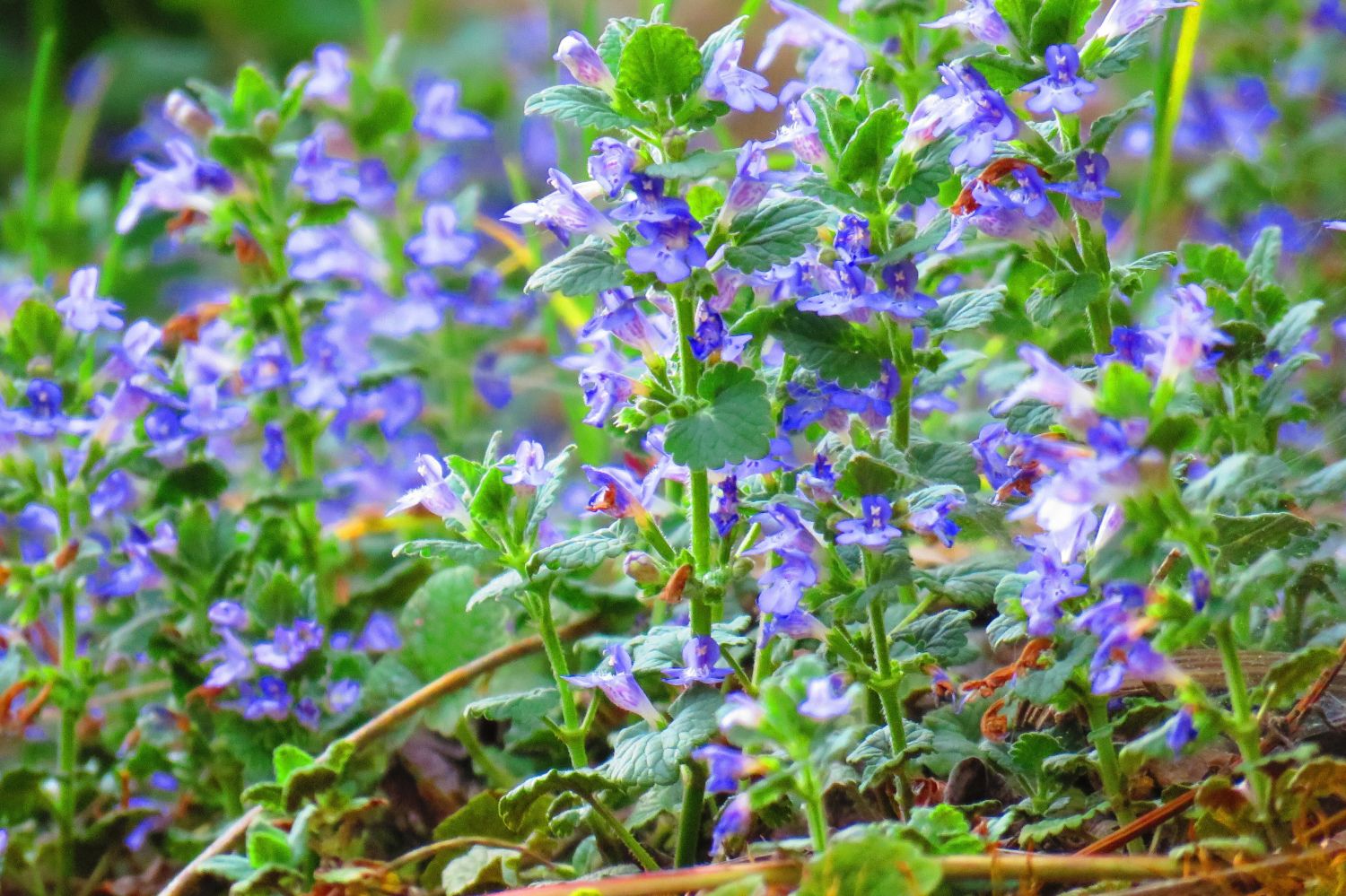 Ground ivy: medicinal plant or a lawn weed? - Plantura