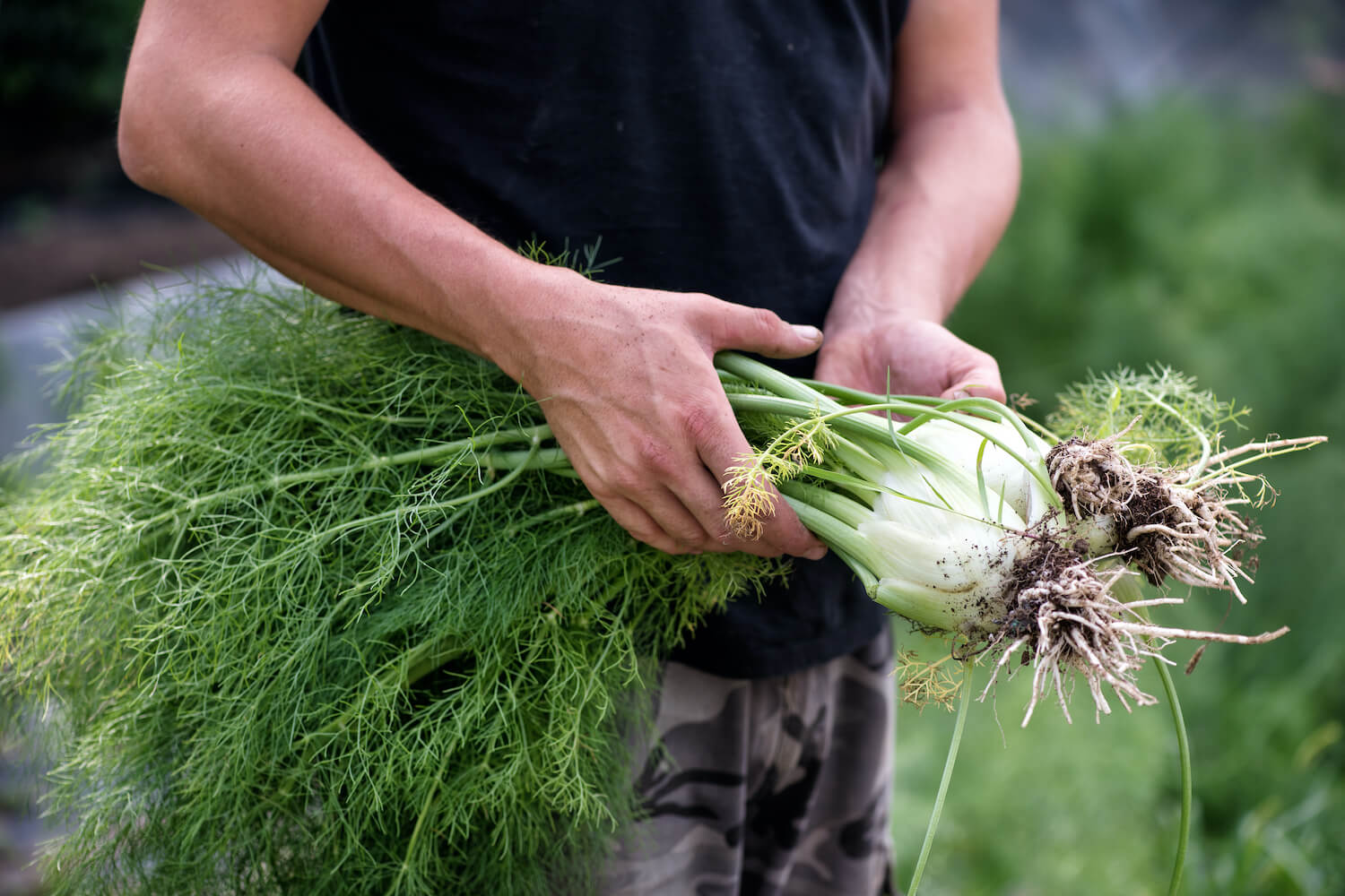 How to harvest, prepare & store fennel - Plantura