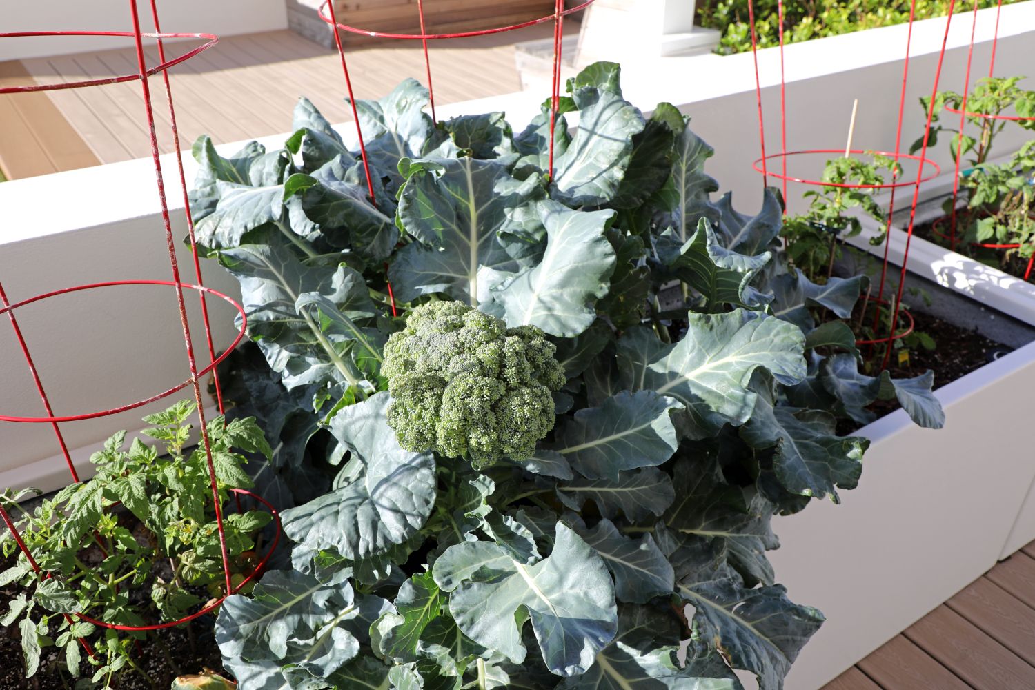 Growing broccoli & companion plants - Plantura