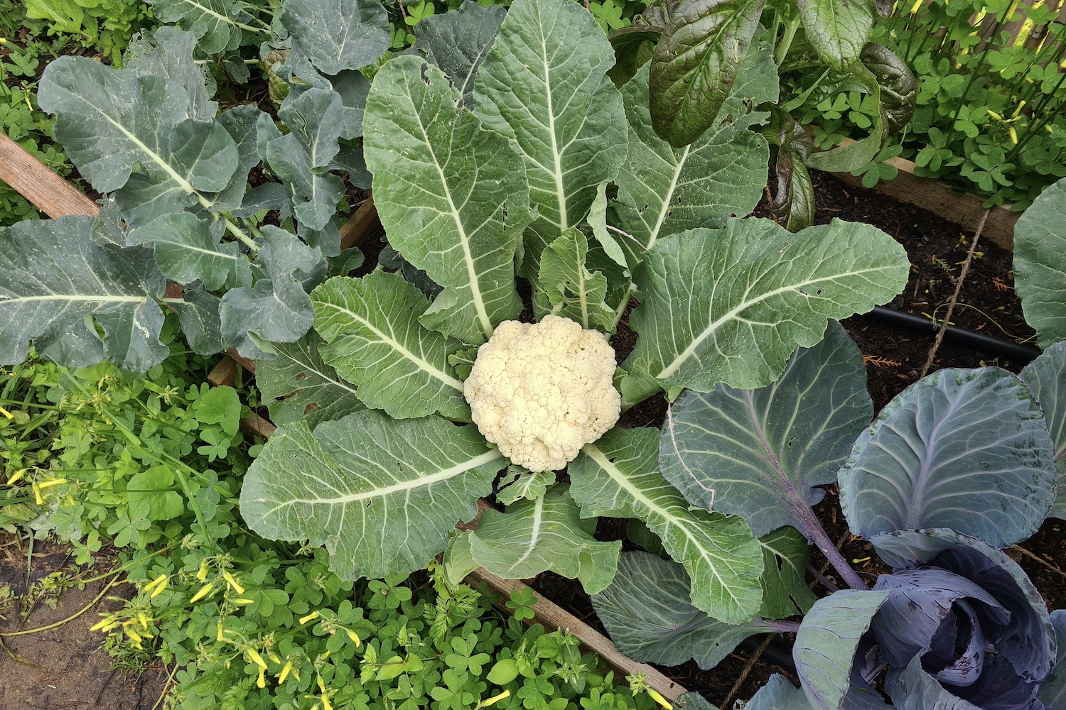 Growing cauliflower: where, when & how - Plantura