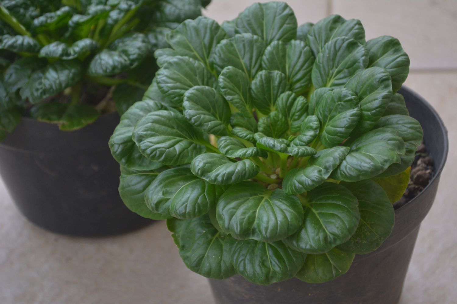 Tatsoi: growing, care & uses - Plantura
