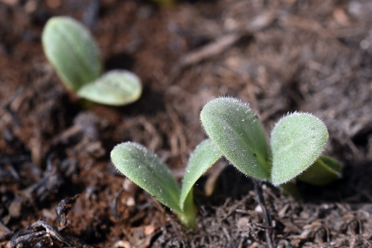 Planting borage: when, where & how to sow borage - Plantura