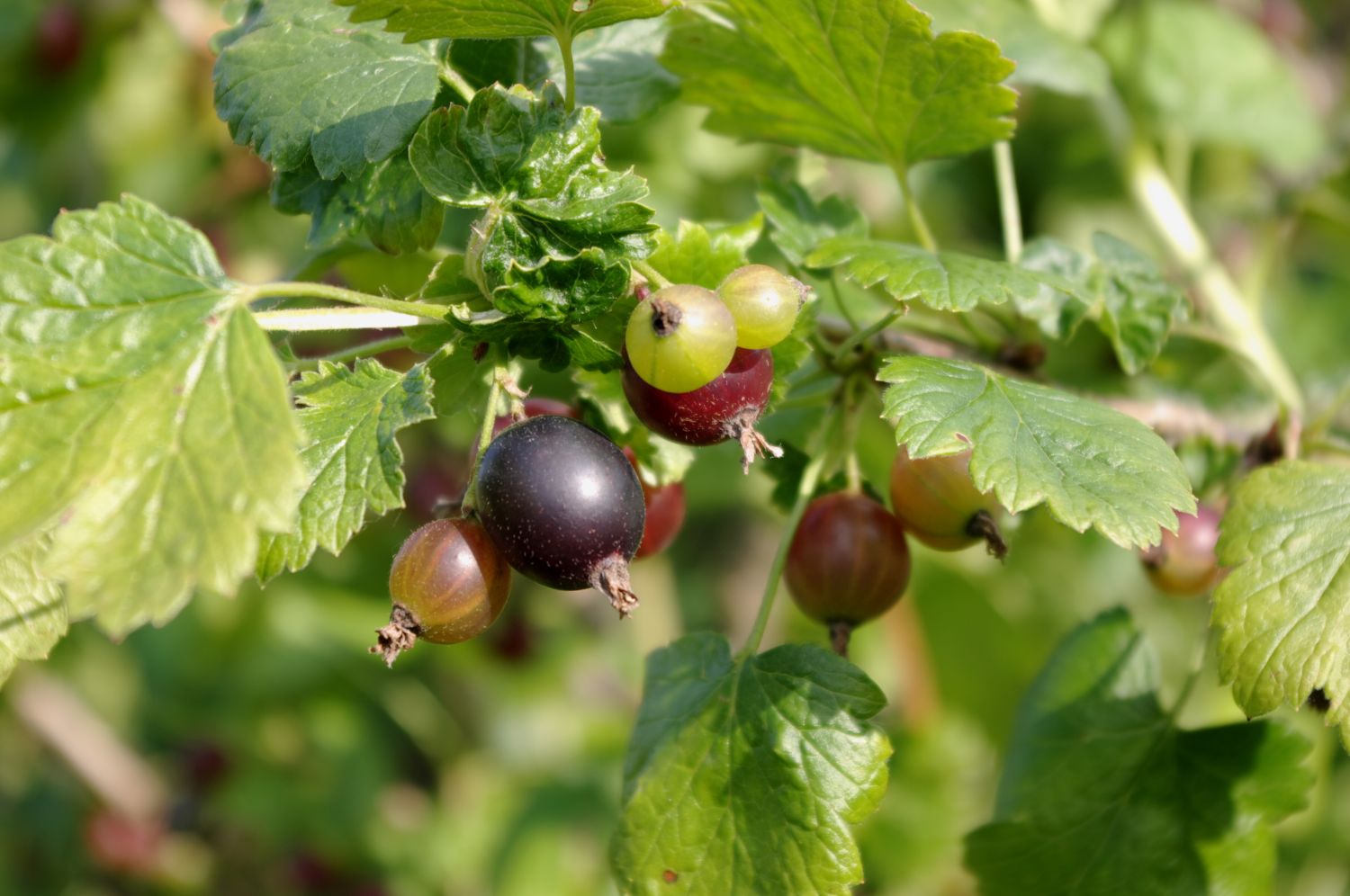 Jostaberry: how to grow & care for this hybrid - Plantura