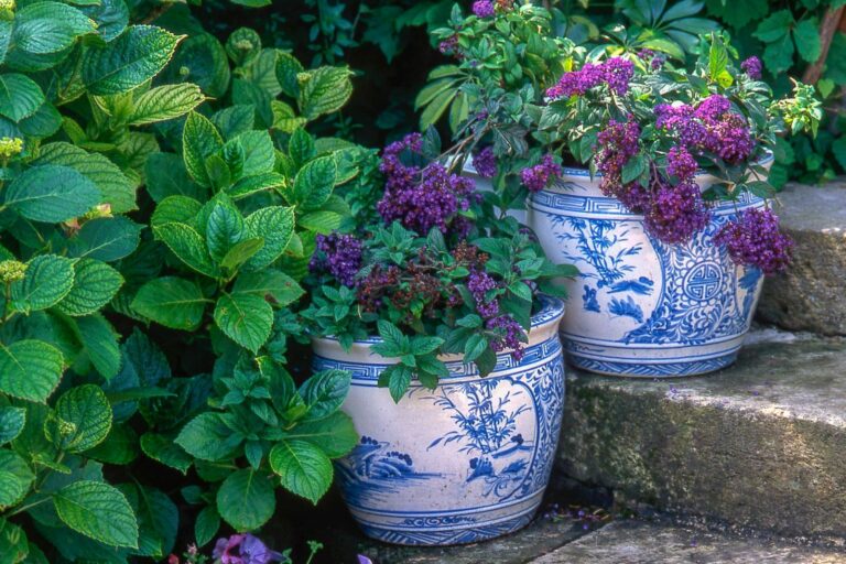 Heliotropes: planting, care & overwintering - Plantura