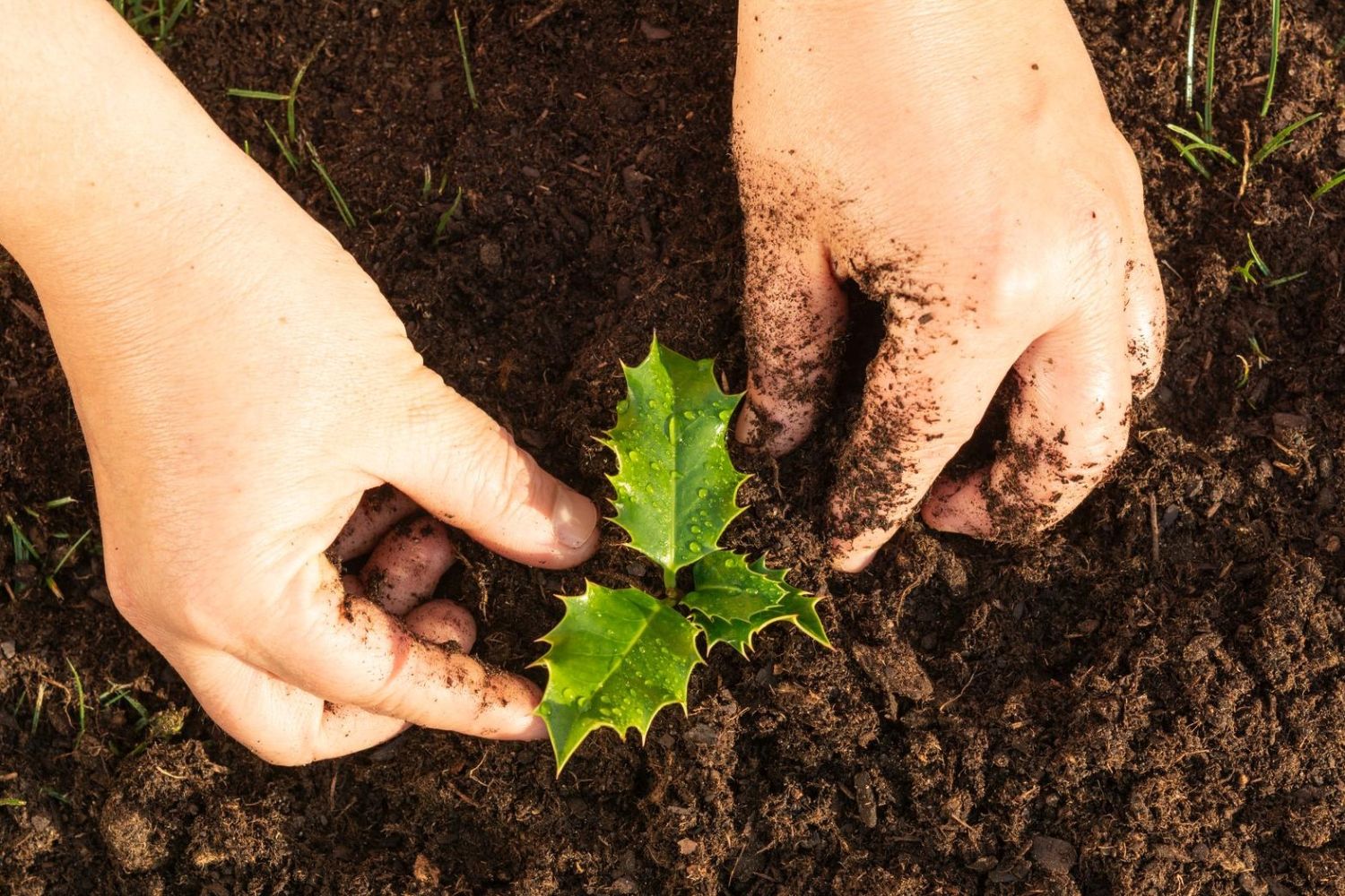 Holly: growing, varieties & propagation - Plantura