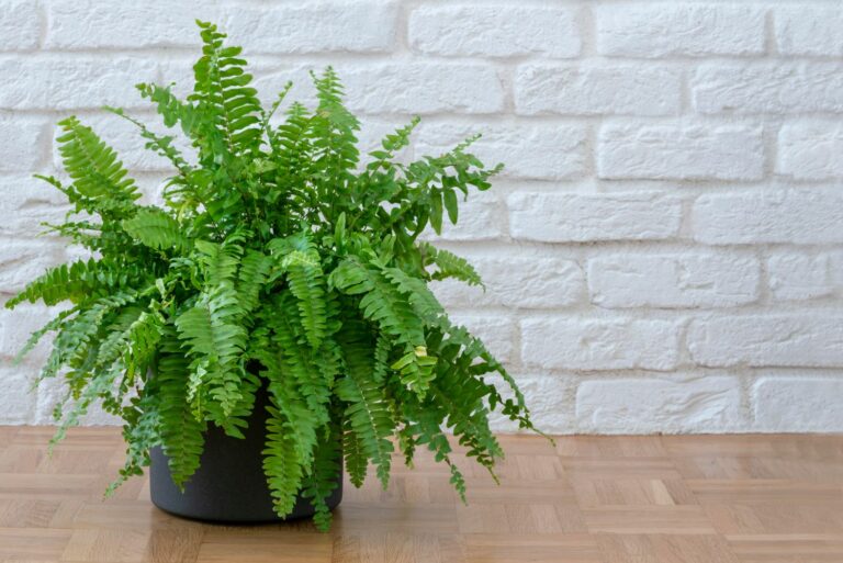 Indoor ferns: our favourite indoor fern plants - Plantura