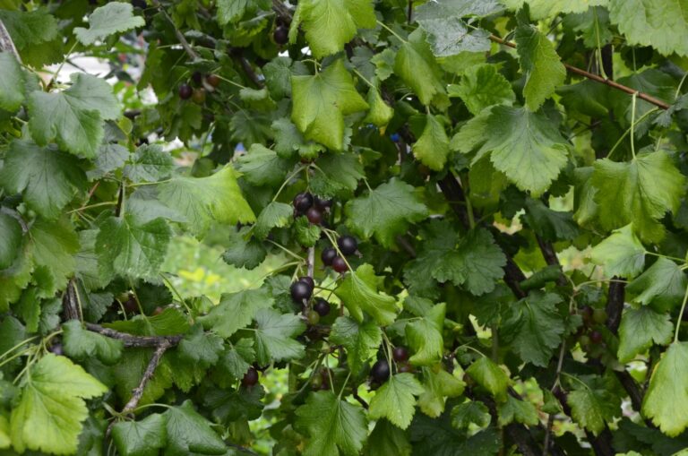 Jostaberry: how to grow & care for this hybrid - Plantura
