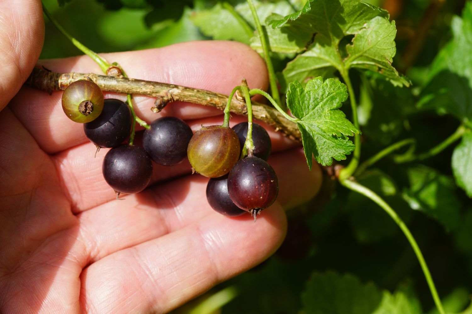 Jostaberry: how to grow & care for this hybrid - Plantura