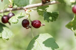 Jostaberry: how to grow & care for this hybrid - Plantura