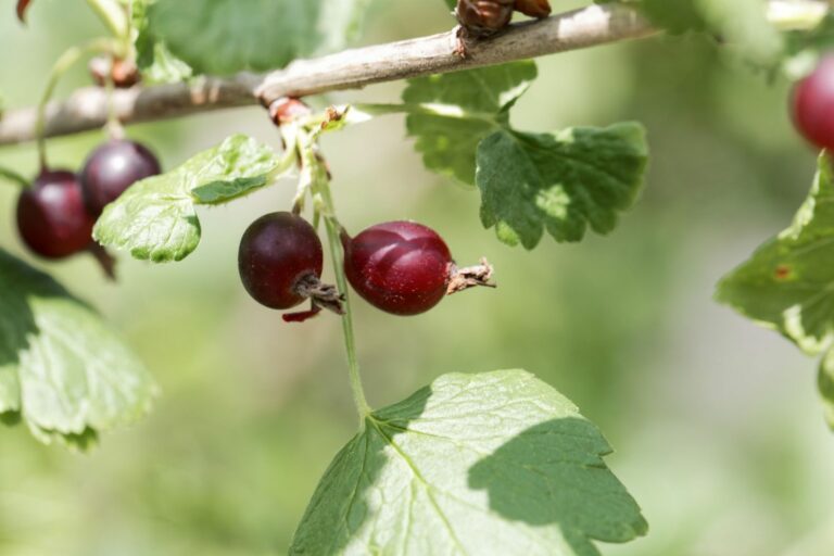 Jostaberry: how to grow & care for this hybrid - Plantura