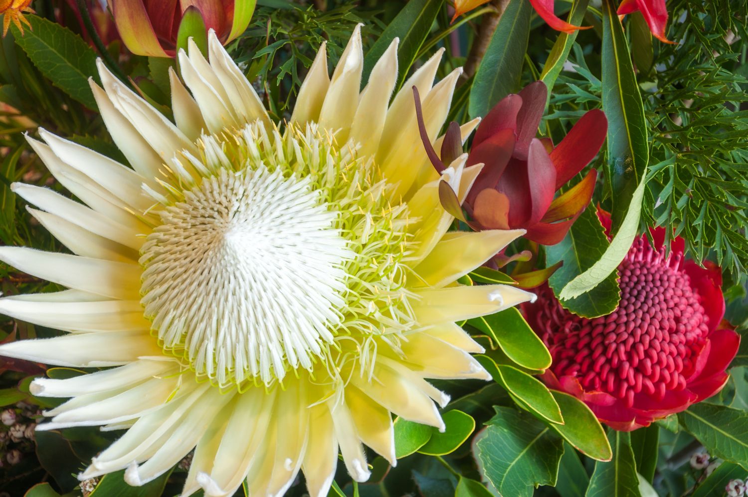 Protea: species, care & bouquets - Plantura