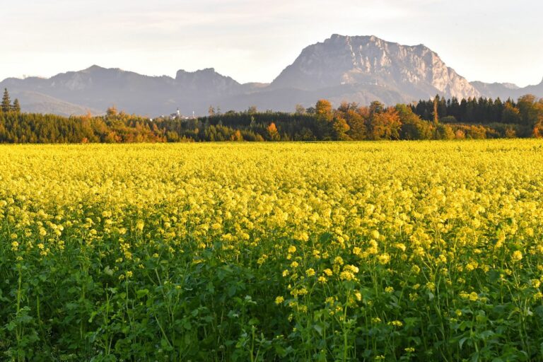 Mustard plant: flowers, varieties, care & uses - Plantura
