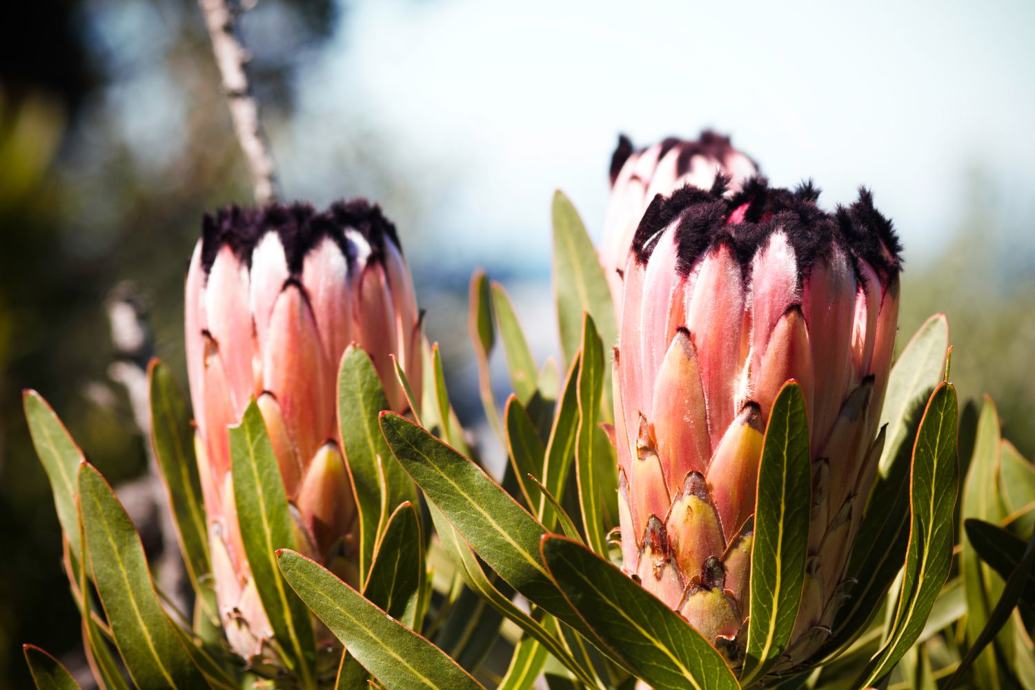Protea: species, care & bouquets - Plantura